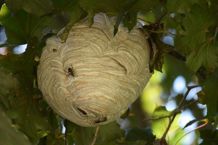 Wasps Bees And Hornets What S The Difference Voice Of Denton Wasps Bees And Hornets What S The Difference Voice Of Denton